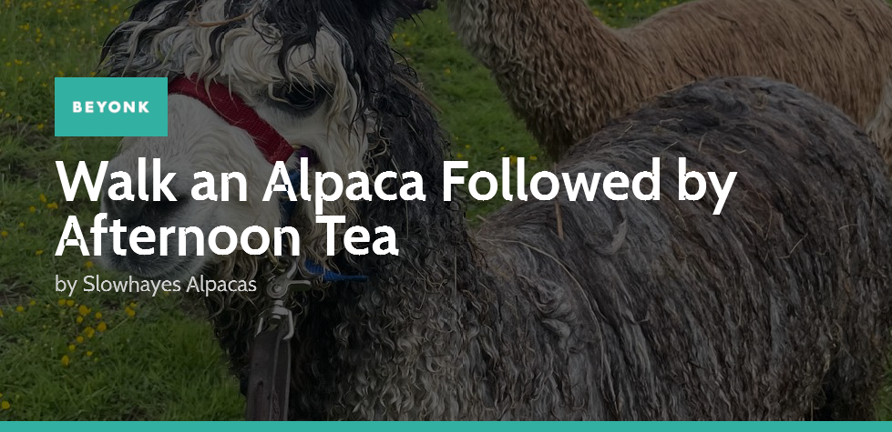 Beyonk | Walk an Alpaca Followed by Afternoon Tea